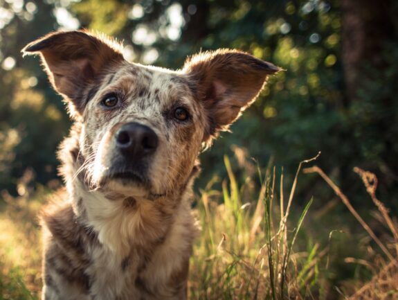 Poodle Skin Problems: Top 7 Solutions Every Owner Must Know